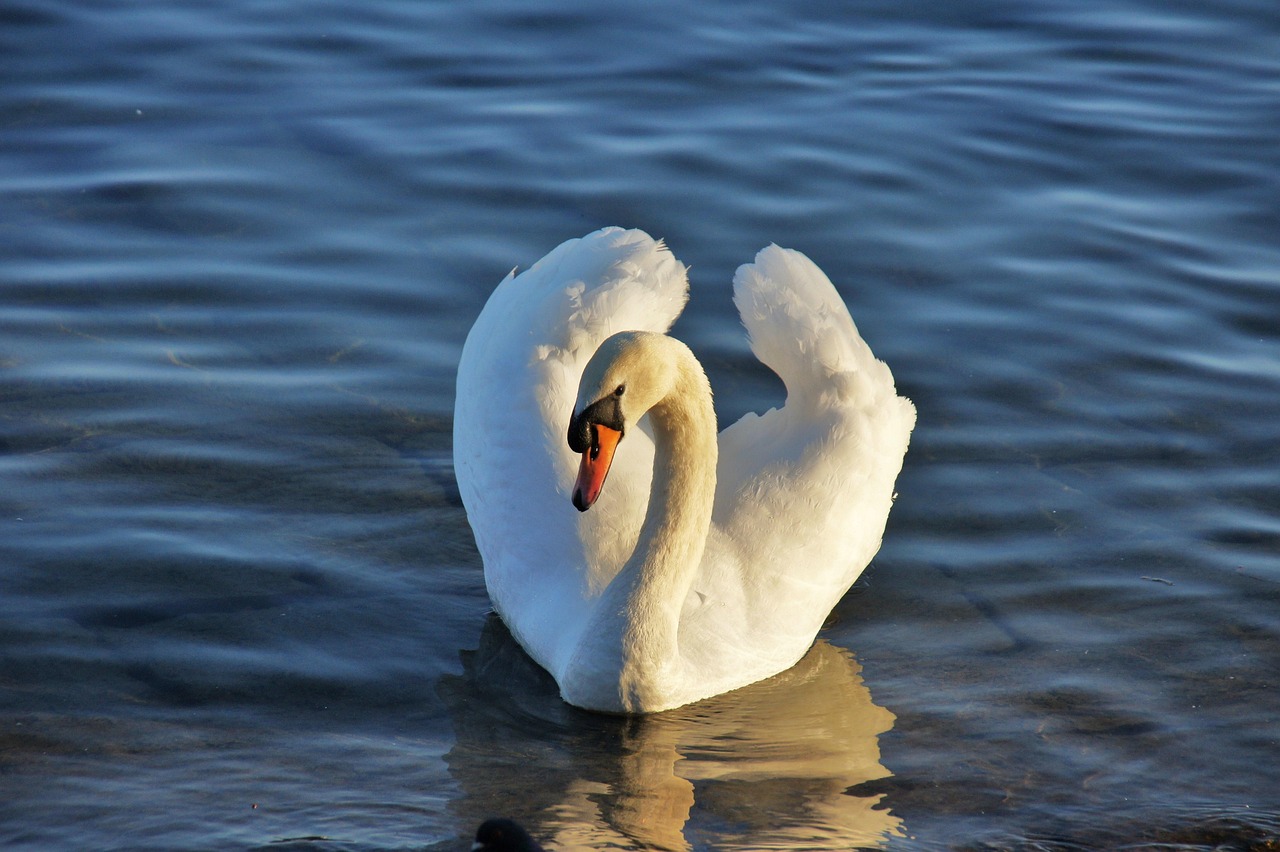 Más de 600 imágenes gratis de Hermosos Cisnes y Cisne - Pixabay