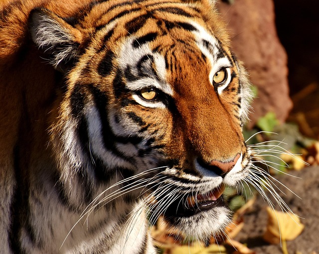 70+ Free Female Tiger & Female Images - Pixabay