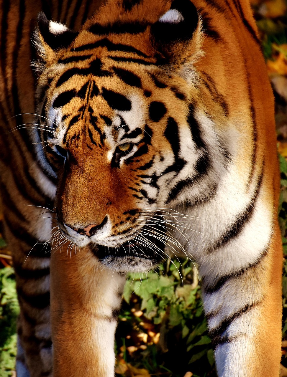 Tigre Depredador Pelo - Foto gratis en Pixabay - Pixabay