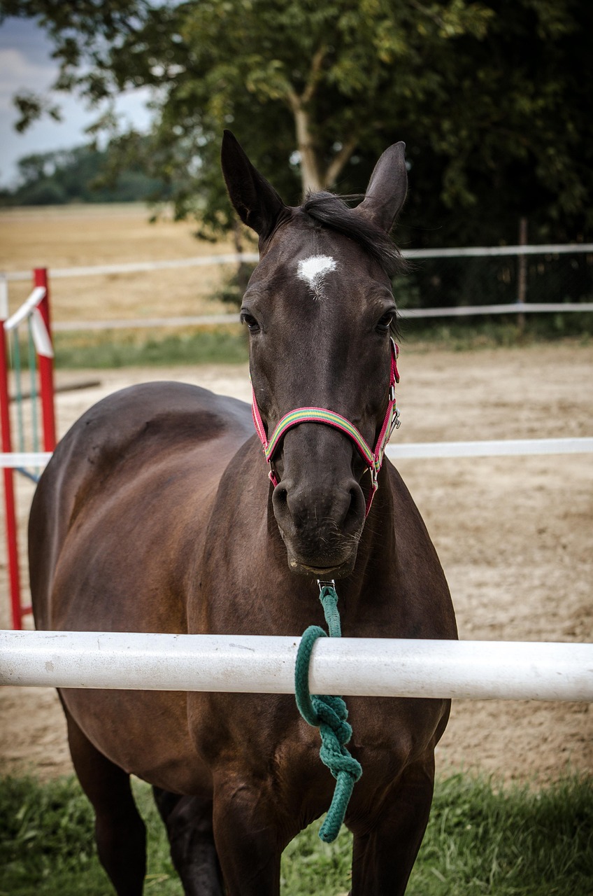 Caballo Yegua Animal - Foto gratis en Pixabay - Pixabay