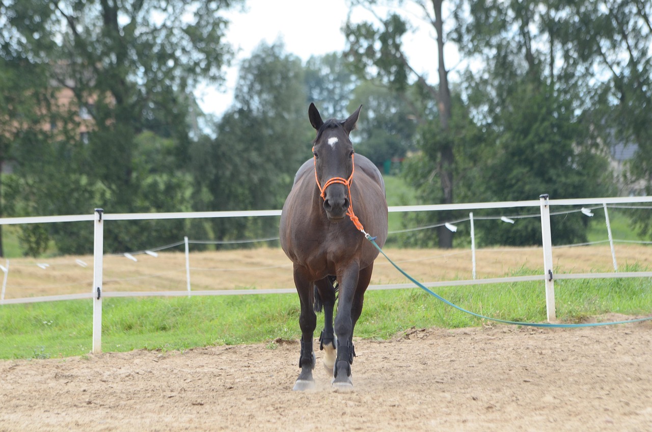 Horse Mare Animal - Free photo on Pixabay - Pixabay
