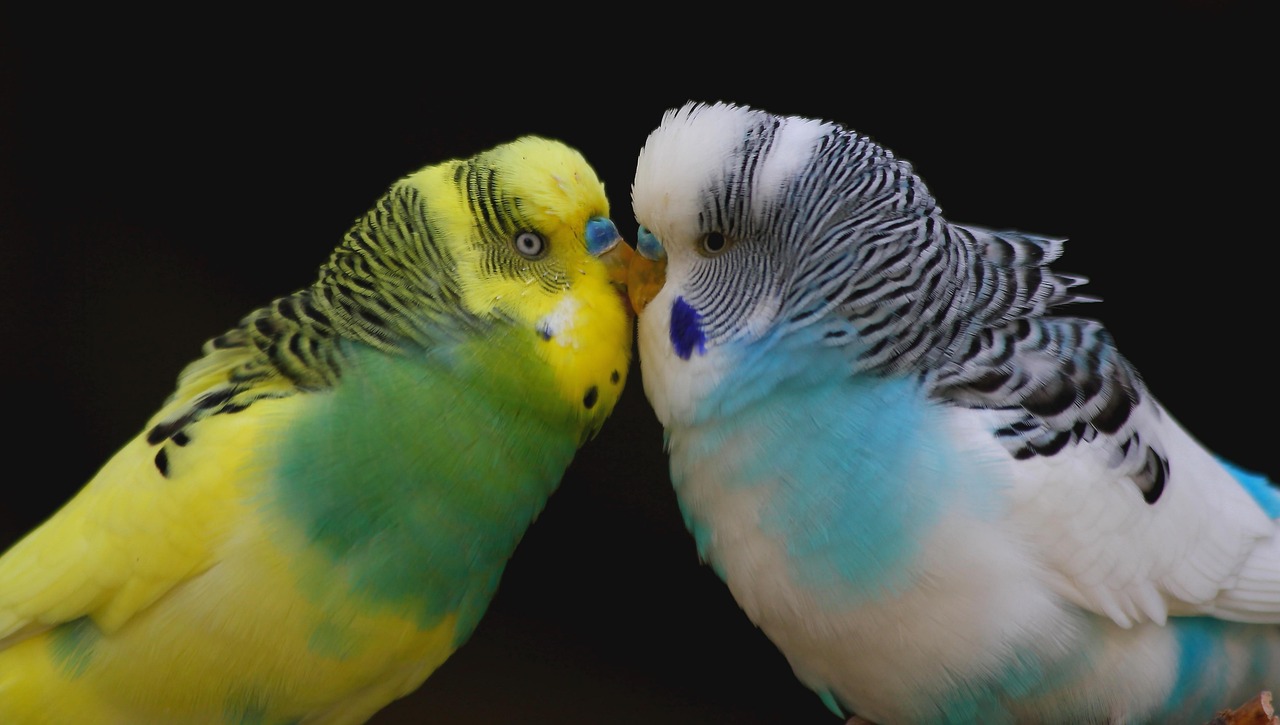 100+ Free Whisper & Secret Images - Pixabay