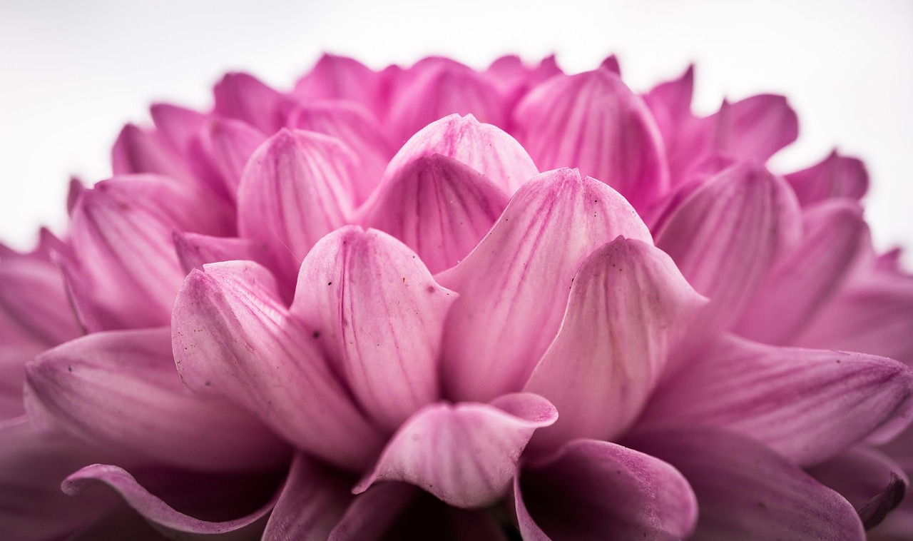 Chrysanthemum Autumn Flower - Free photo on Pixabay