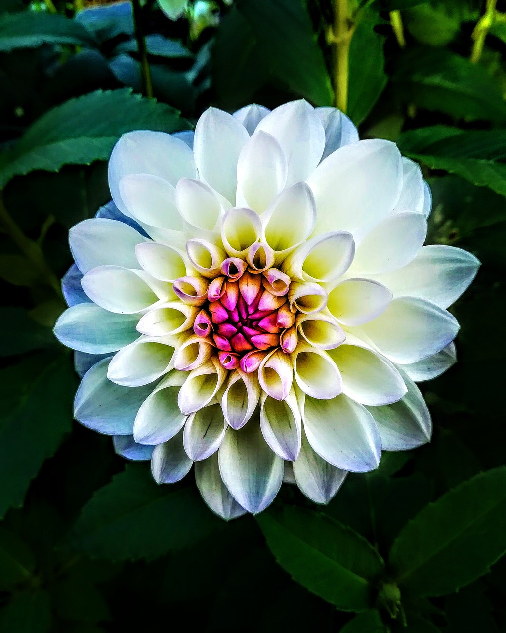 Plantar Flor Natureza - Foto gratuita no Pixabay - Pixabay