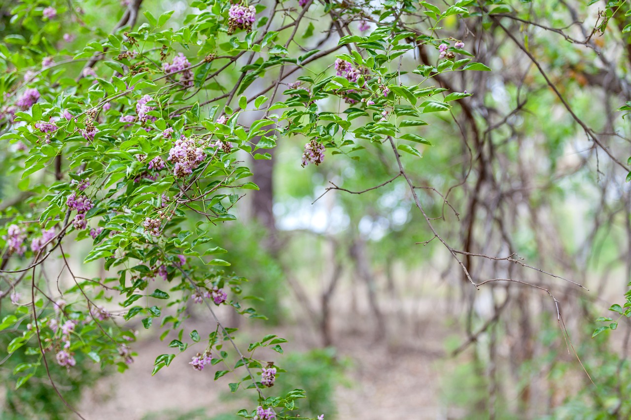 Bosque Bush Fondo Flores - Foto gratis en Pixabay - Pixabay