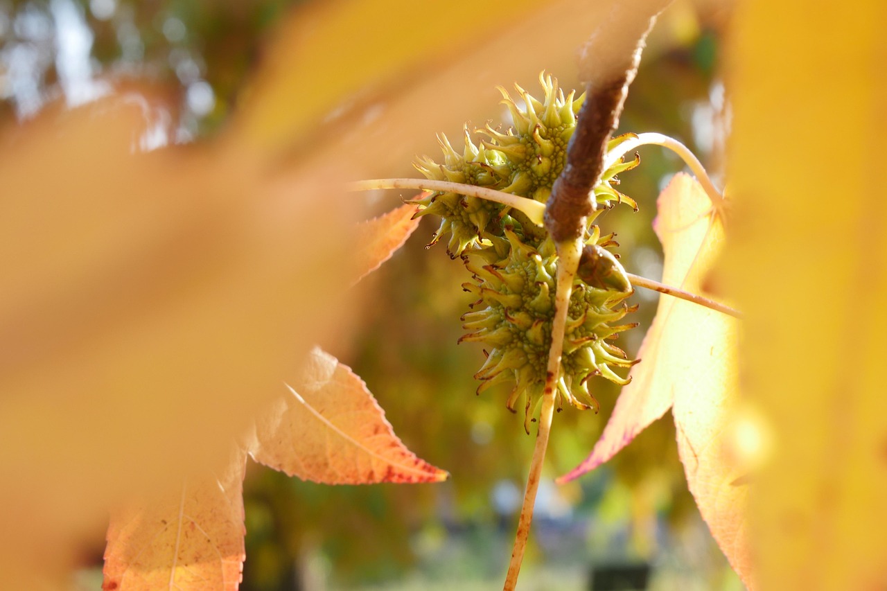 Fall Fruit Nature - Free photo on Pixabay - Pixabay