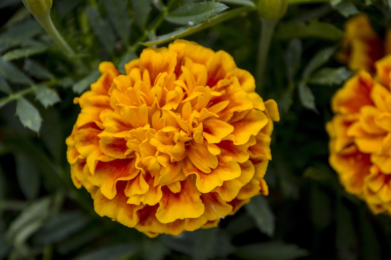 Flor De Cravo Laranja Cravo De Defunto, Amarelo, Laranja, Cor, Flor,