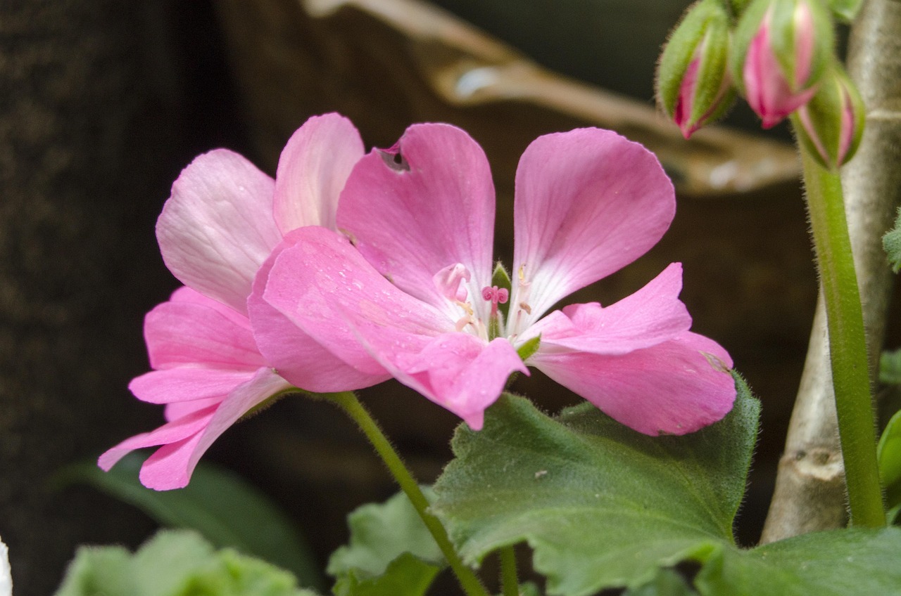 Flower Affix Close Shot - Free photo on Pixabay - Pixabay