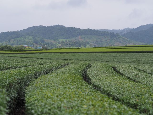 80+ Free Tea Farm & Tea Photos - Pixabay