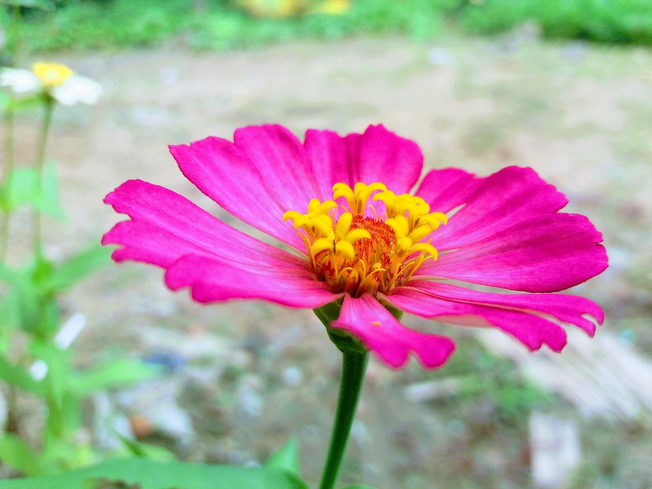 Chrysanthemum Stamens Flower - Free photo on Pixabay - Pixabay