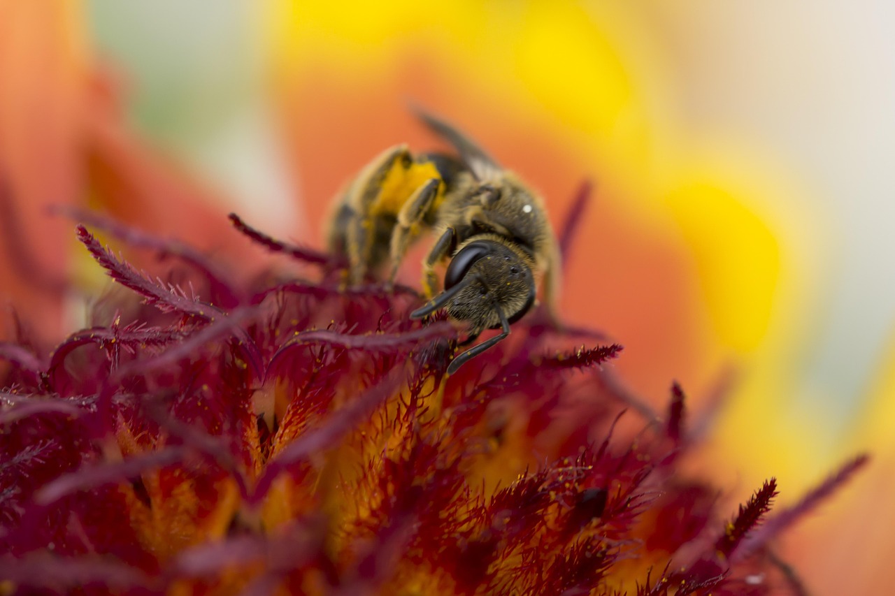 Abeille Nature Macro - Photo gratuite sur Pixabay - Pixabay