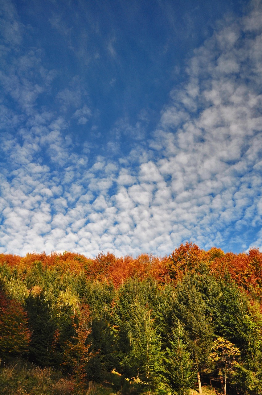Fall Autumn Colors Golden - Free photo on Pixabay - Pixabay