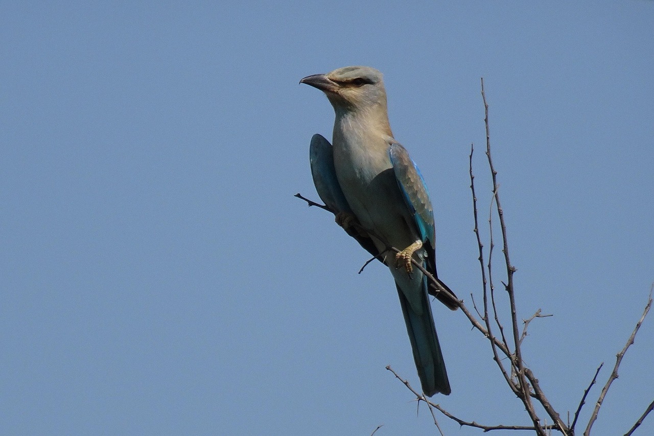 Roller Bird European - Free photo on Pixabay
