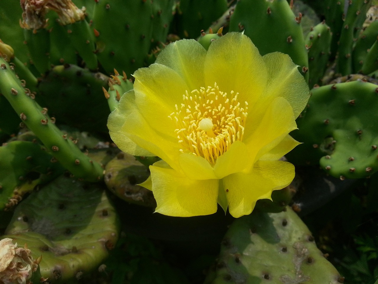 400,000+ Free Cactus-Flower & Cactus Images - Pixabay