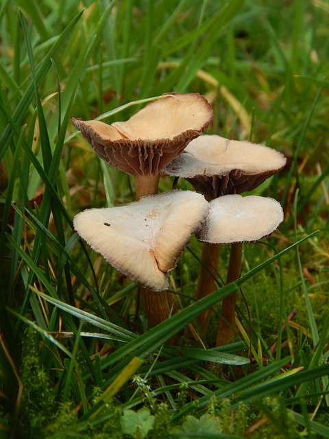 Champignons Automne L'Herbe Verte - Photo gratuite sur Pixabay - Pixabay