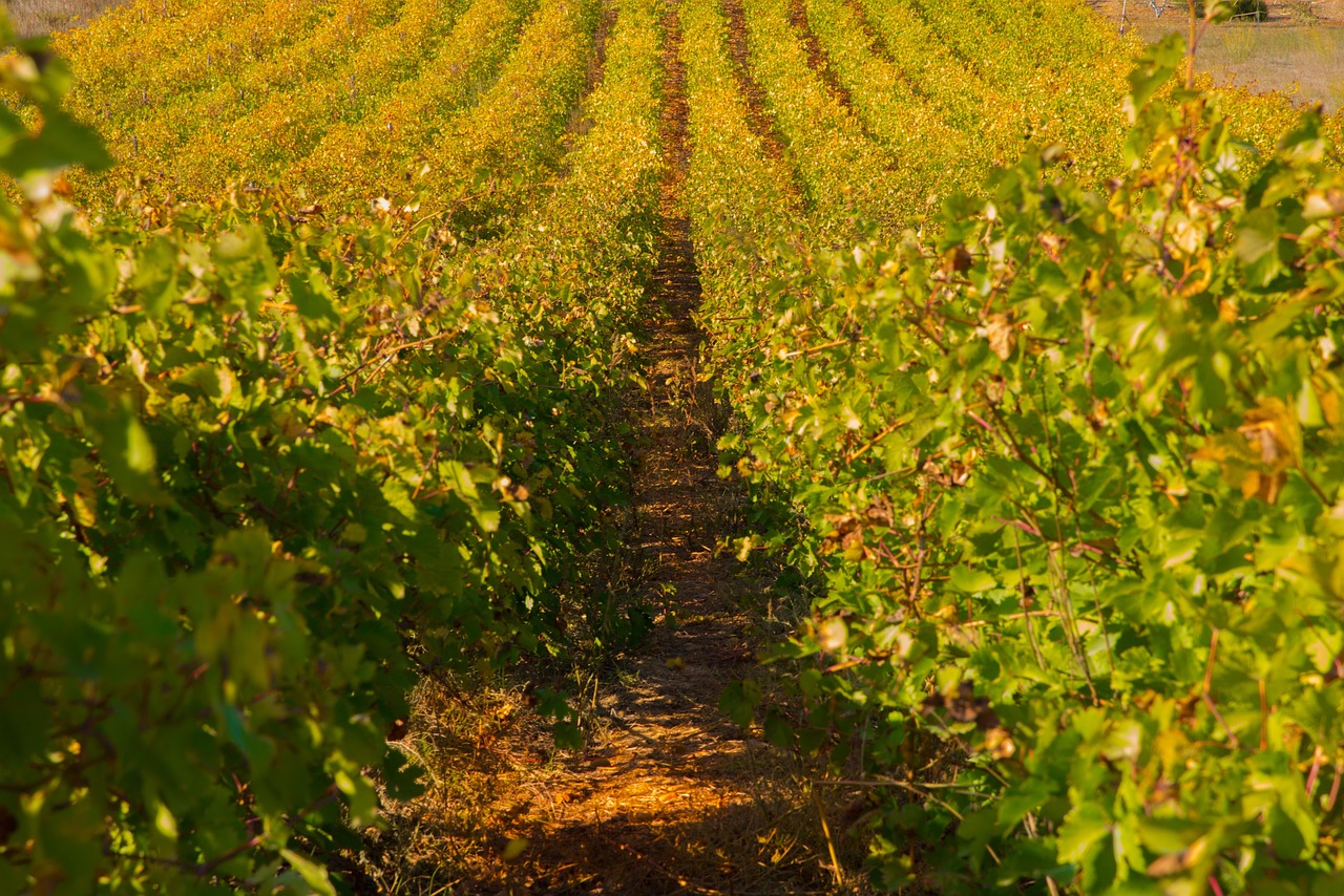 Vines Fall Vineyard - Free photo on Pixabay - Pixabay