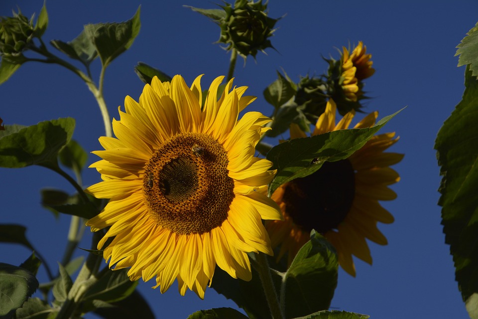 Sunflower Garden - Free photo on Pixabay - Pixabay