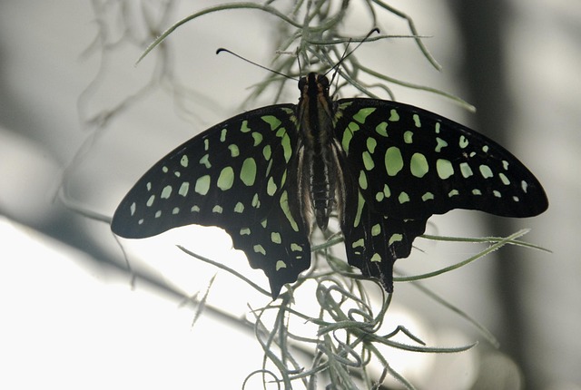 Papillon Exotique Nature Gris - Photo gratuite sur Pixabay - Pixabay