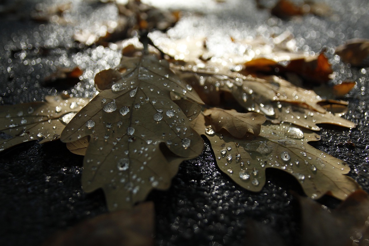 Autumn Tears Dew Dry - Free photo on Pixabay - Pixabay