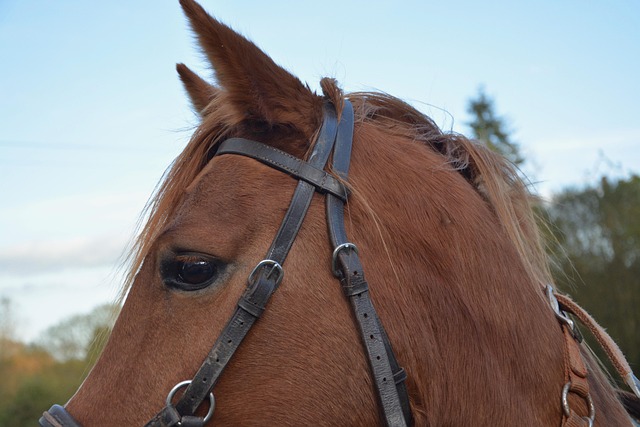 Paard Merrie Paarden Kant - Gratis foto op Pixabay - Pixabay