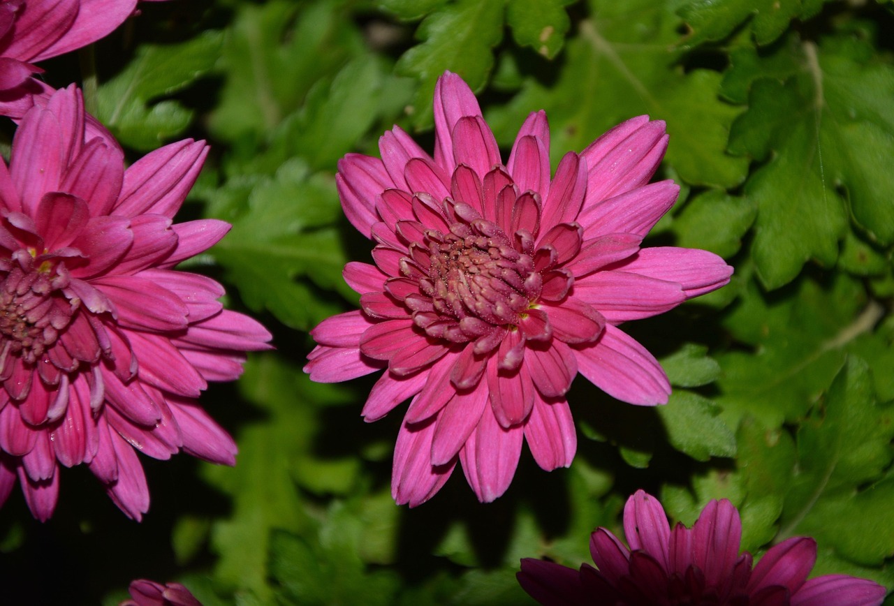 Floare Flori Dahlia Roz Luminos - Fotografie gratuită pe Pixabay - Pixabay