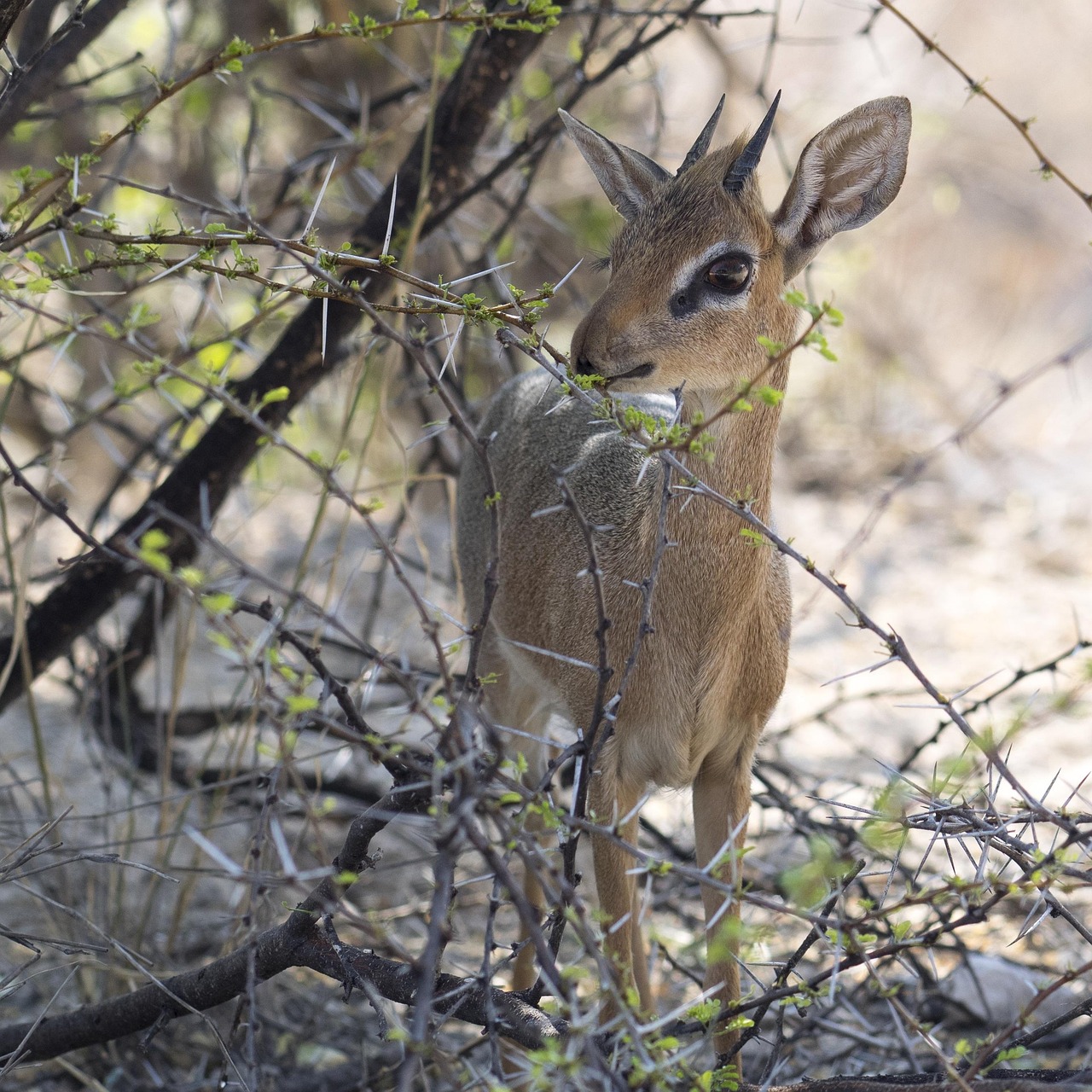 Dikdik Antelope Small - Free photo on Pixabay - Pixabay