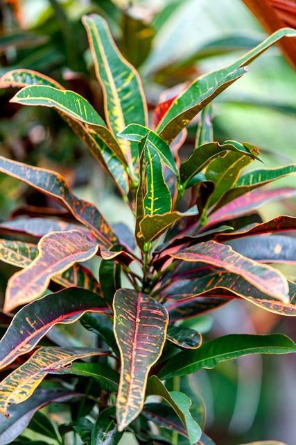 Plant Garden Croton Shrub - Free photo on Pixabay - Pixabay