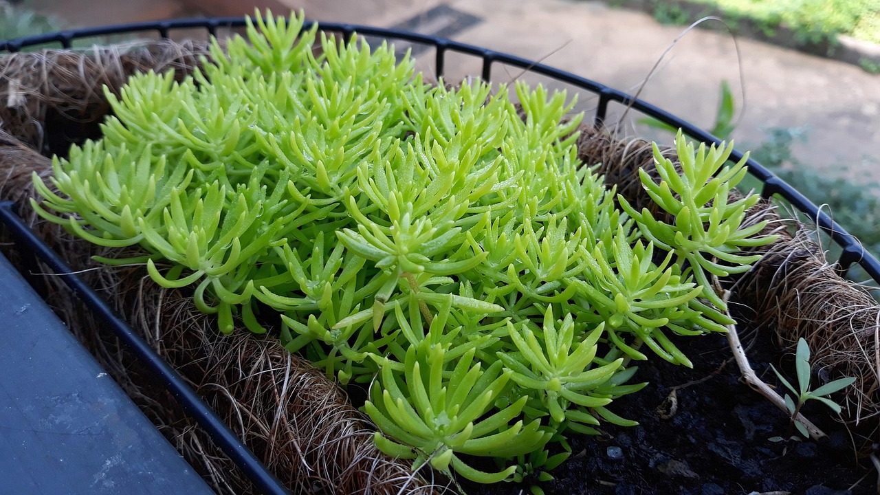 Planta Natural Verde - Foto gratuita no Pixabay - Pixabay
