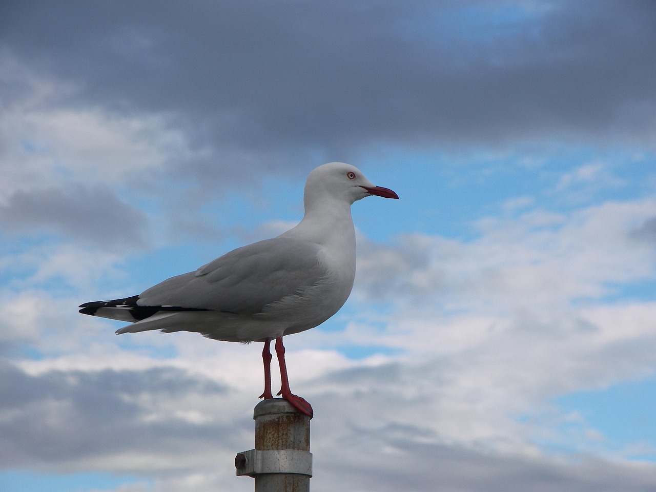 Mouette Oiseau Ciel - Photo gratuite sur Pixabay - Pixabay
