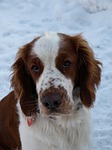 2 Springer spaniel Synonyms. Similar words for Springer spaniel.