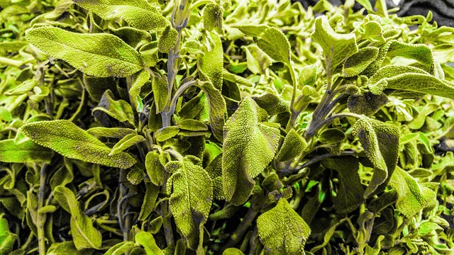 Daun Makanan Flora - Foto gratis di Pixabay - Pixabay