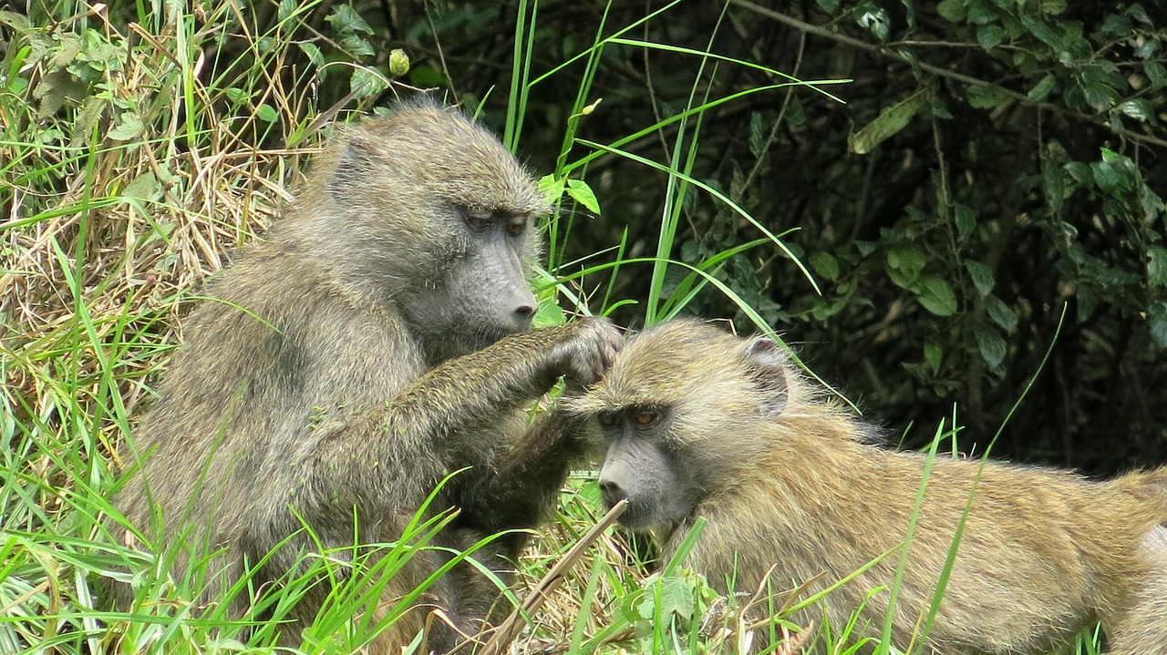 Macacos Parque Nacional Arusha - Foto gratuita no Pixabay - Pixabay