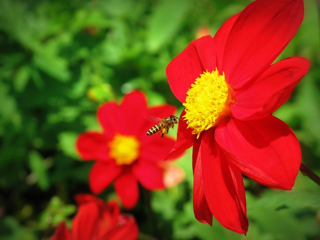 Natural Flower - Free photo on Pixabay - Pixabay