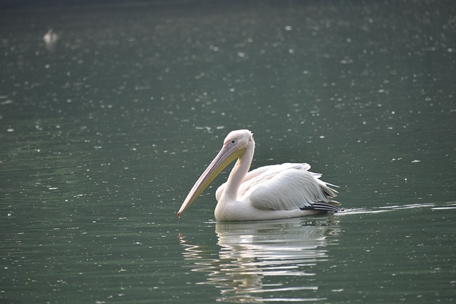 Golden Swan - Free photo on Pixabay - Pixabay