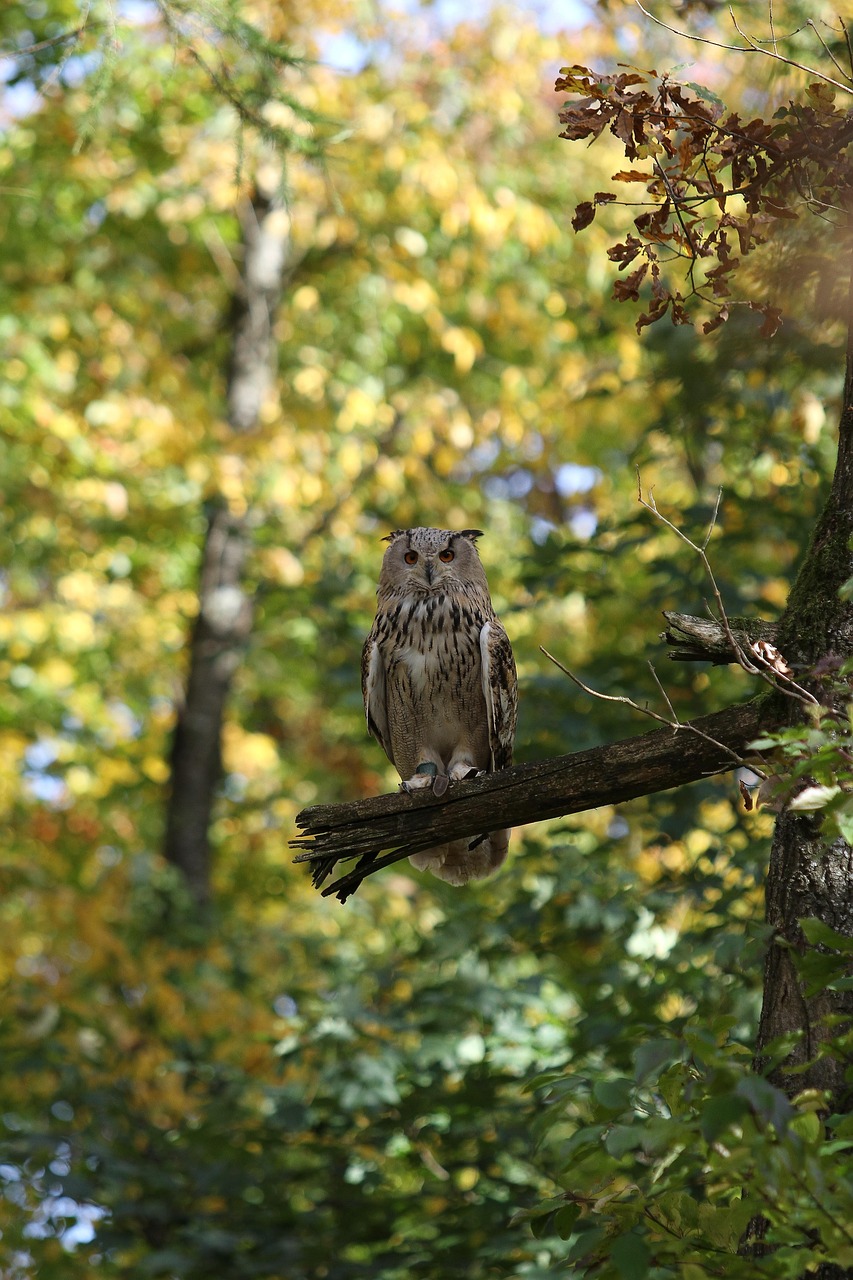 Owl Night Bird - Free photo on Pixabay - Pixabay