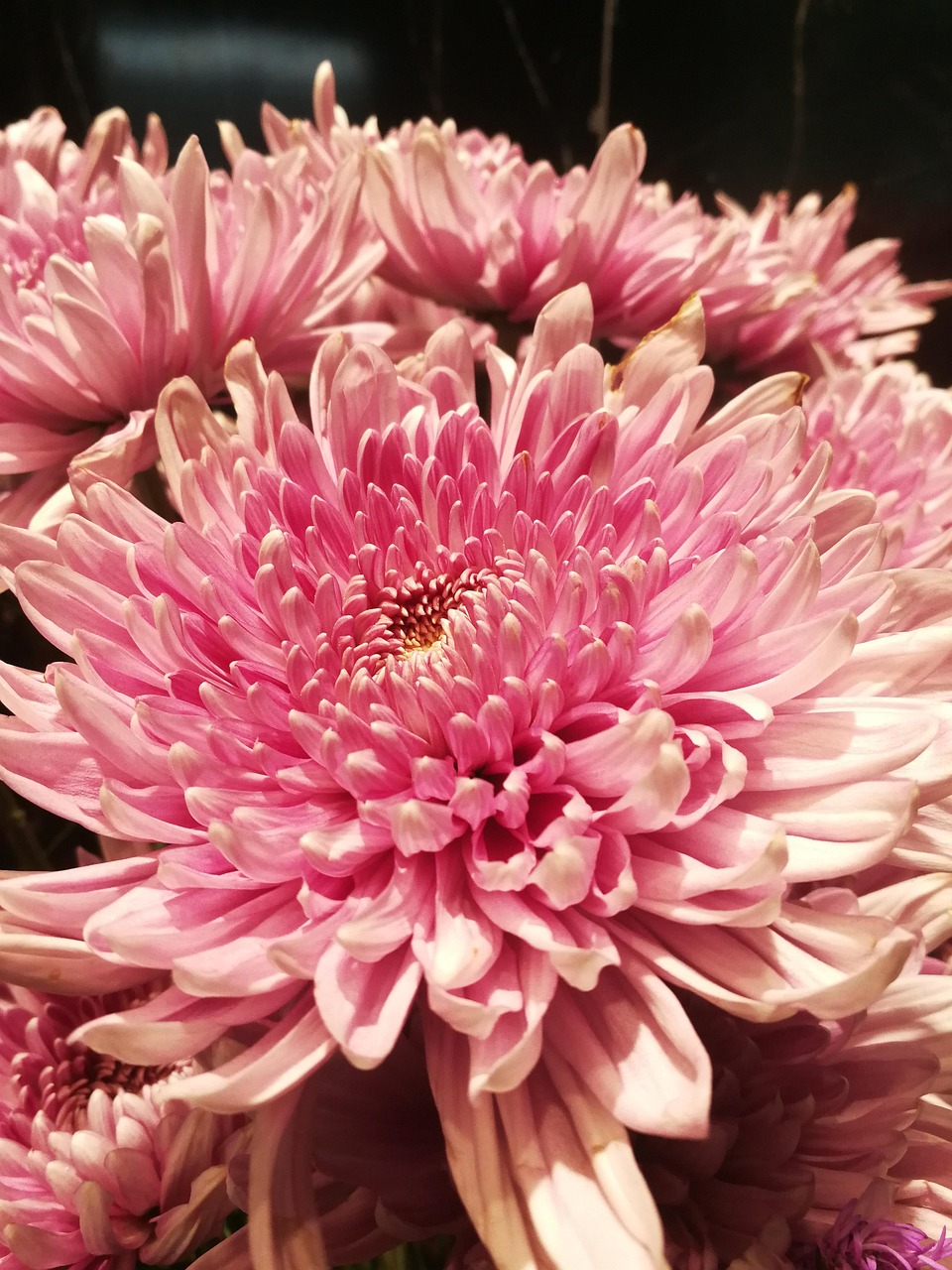 Flor Rosado Planta Floreciendo - Foto gratis en Pixabay - Pixabay