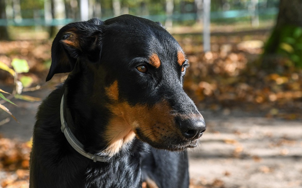 Dog Beauceron Animal - Free photo on Pixabay