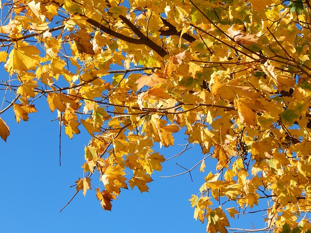 Fall Autumn Leaves Tree - Free photo on Pixabay - Pixabay