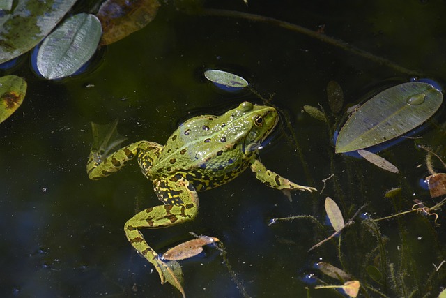 Water Frog Amphibians Green - Free photo on Pixabay - Pixabay