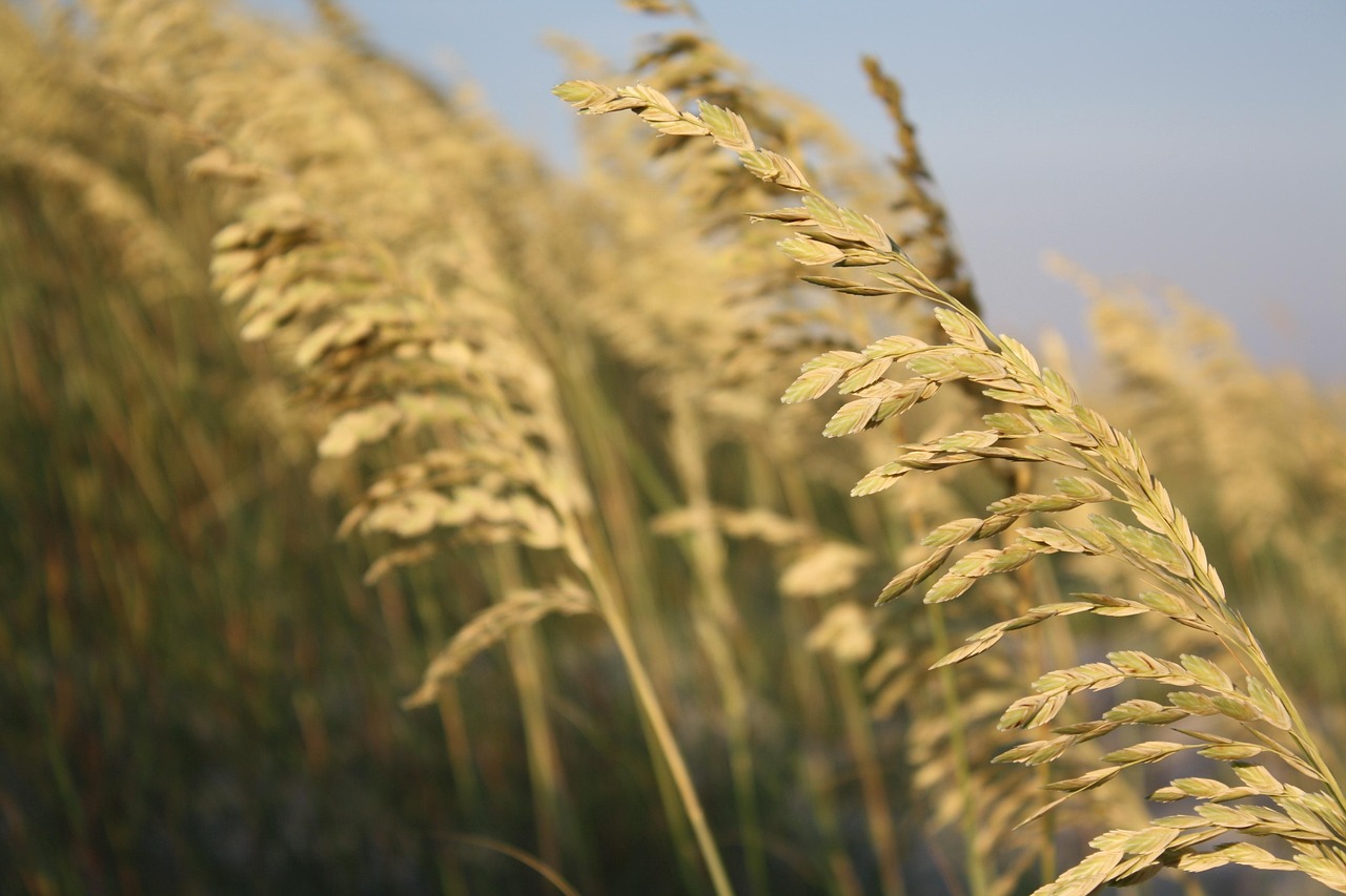 30,000+ Free Sea Oats & Oats Images - Pixabay