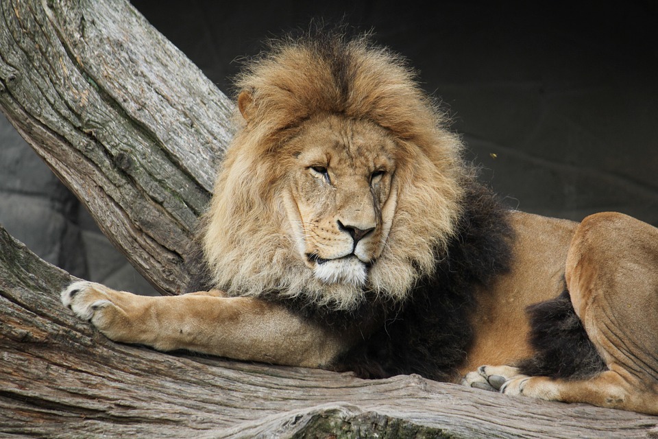 Lion Animal Zoo Gros - Photo gratuite sur Pixabay - Pixabay