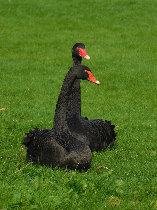 Cisnes Negros Cisne Negro - Foto gratis en Pixabay - Pixabay