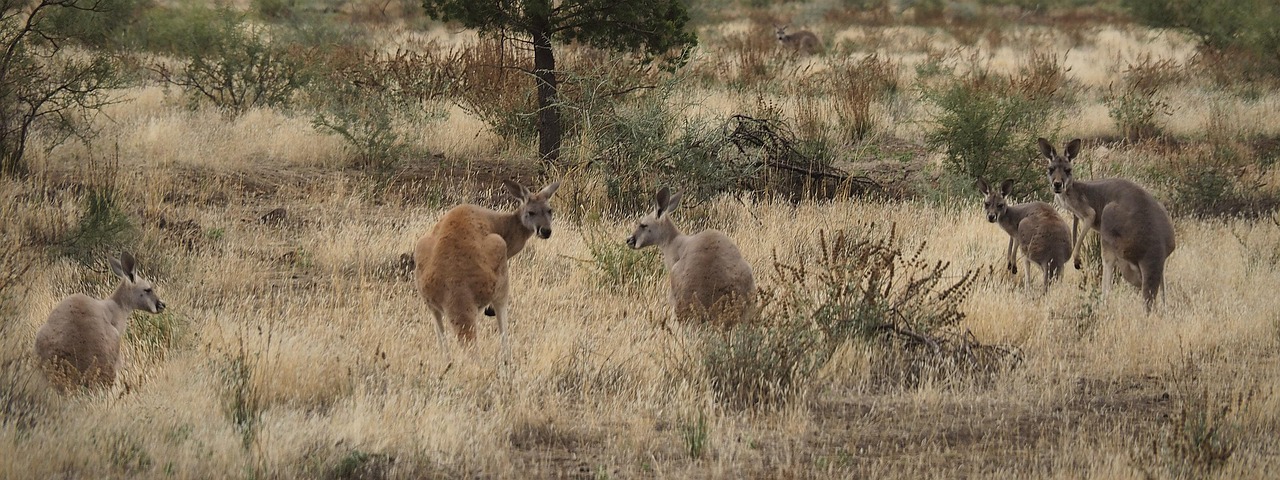 Kangaroos Outback Australia - Free photo on Pixabay - Pixabay