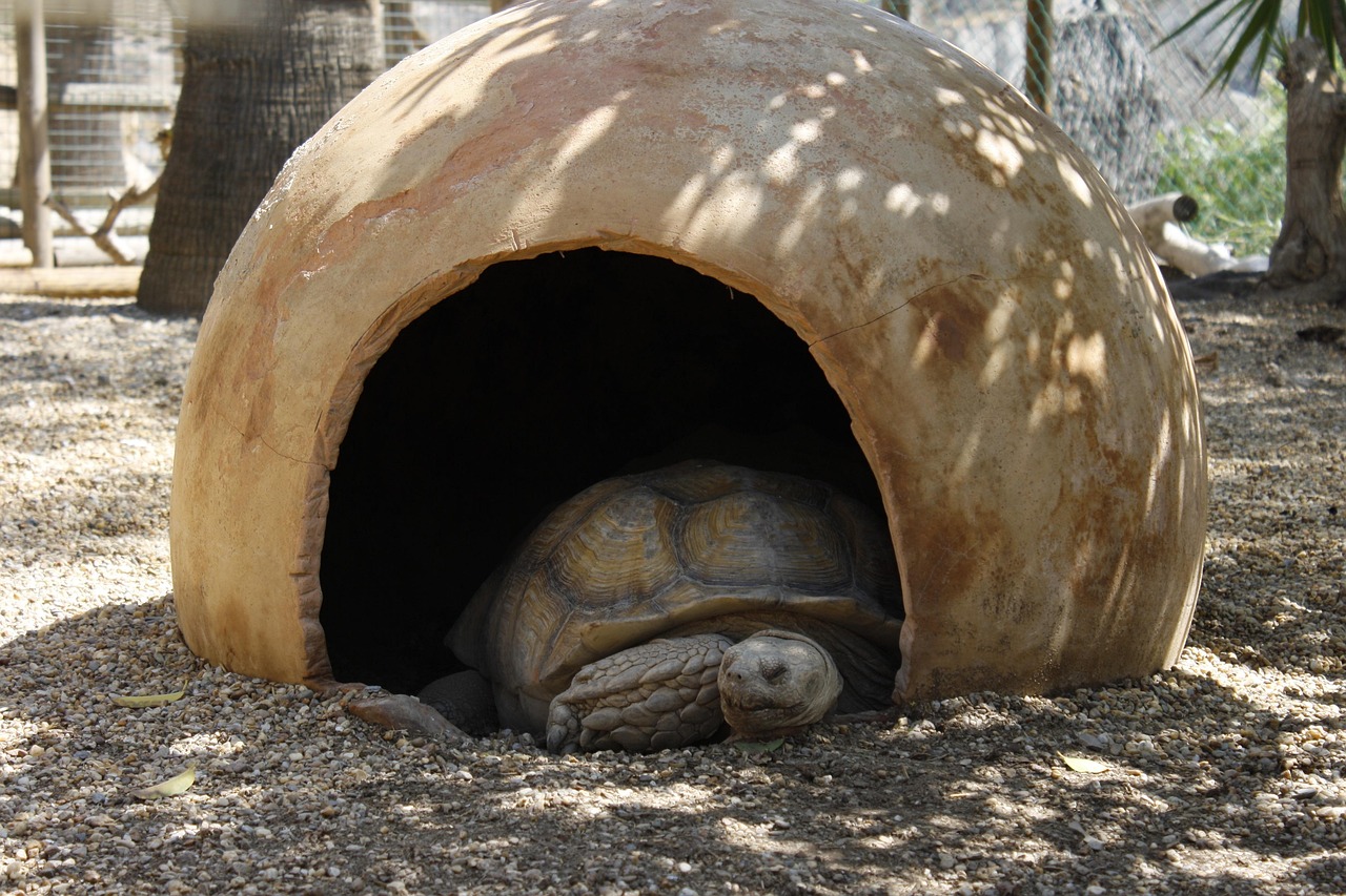 Turtle Animal Zoo - Free photo on Pixabay