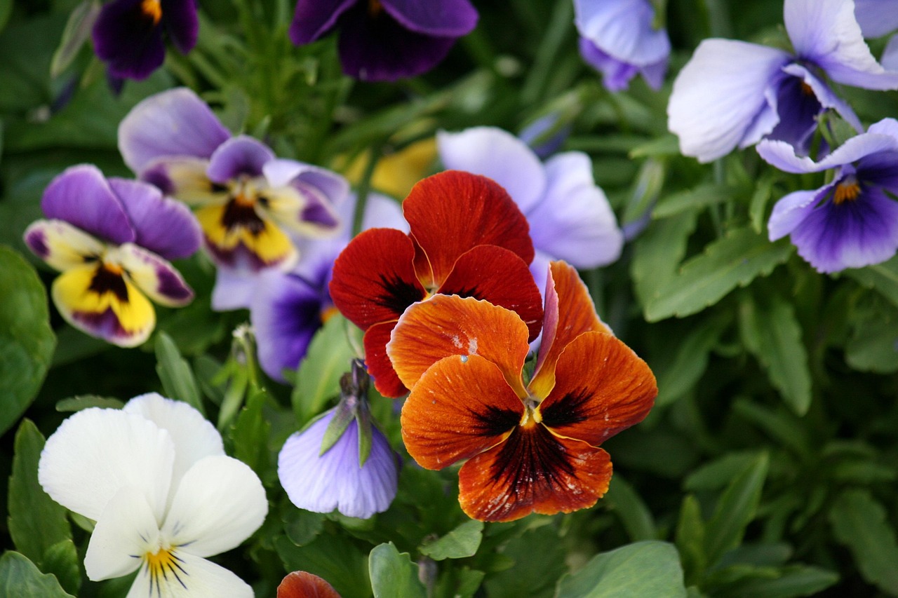 Wildblumen Mako Schöne Blume Die - Kostenloses Foto auf Pixabay - Pixabay