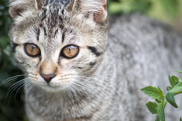 Chat Animal Domestique Les - Photo gratuite sur Pixabay
