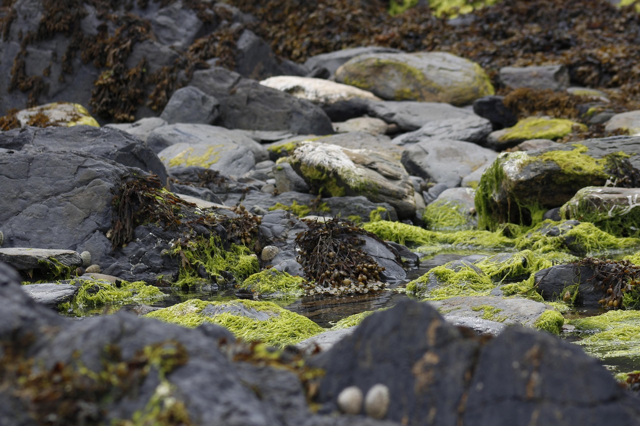 Seaweed Rocks Water - Free photo on Pixabay - Pixabay