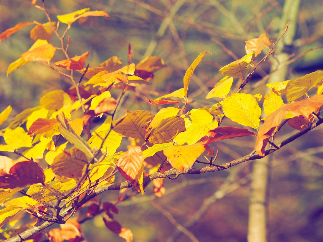 Fall Nature Trees Autumn - Free photo on Pixabay