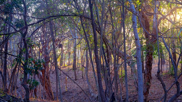 6+ Free Australian Bushland & Bushland Images - Pixabay