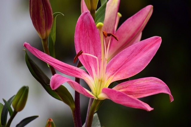 Bunga Bakung Merah Jambu - Foto gratis di Pixabay - Pixabay